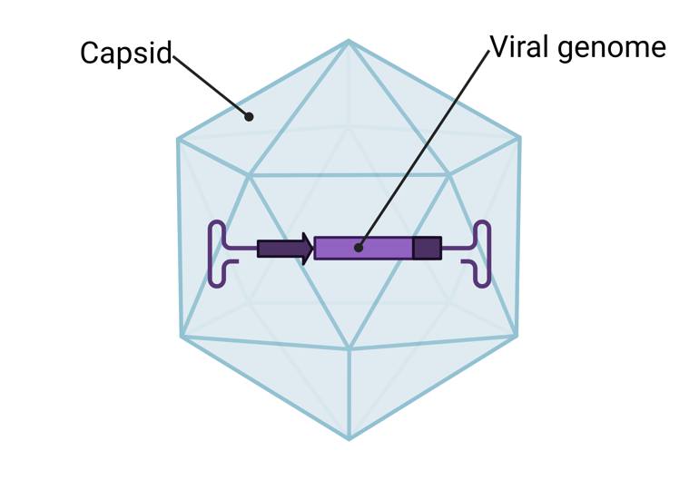 Viral Vectors 101 Aav Serotypes And Tissue Tropism